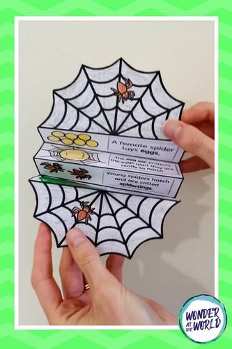 Life cycle of a spider foldable sequencing activity by Wonder at the World