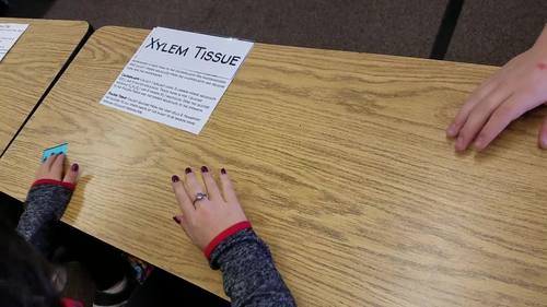 Modeling Photosynthesis Class Simulation Activity with NGSS Practices