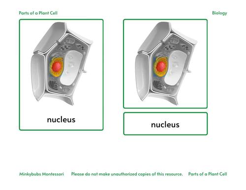 Parts of a Plant Cell 3 Part Cards Montessori Nomenclature Botany