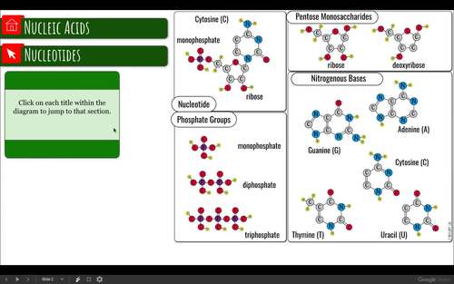Nucleic Acids Interactive Diagram by Science With Mrs Lau | TPT