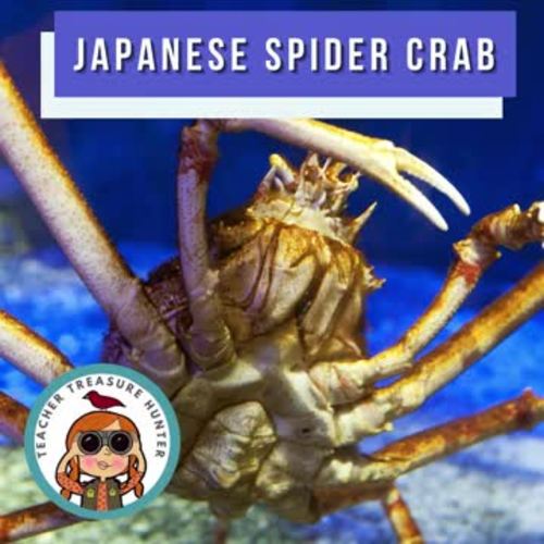 Ocean Animals Research JAPANESE SPIDER CRAB Nonfiction Writing Animal ...