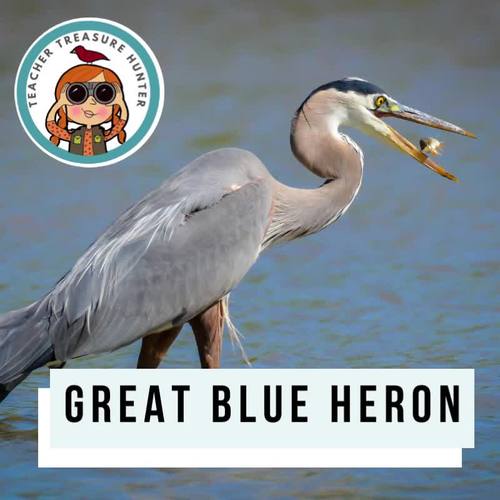 Great Blue Heron nonfiction article pond animal research page for reports