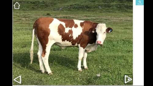 Farm Animal Sounds | Boom Cards | 'I hear activity' for Special Education
