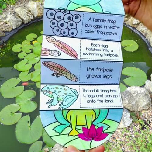 Life cycle of a frog foldable sequencing activity cut and paste science ...