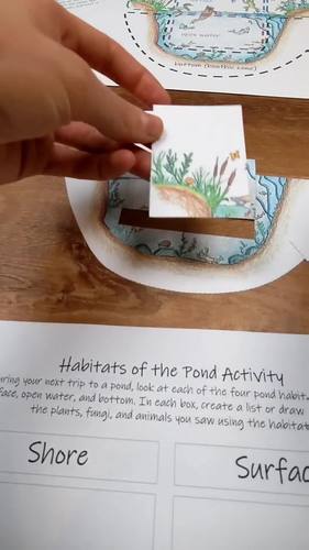 Pond Habitats: printables to study surface, benthic, shore, open water ...