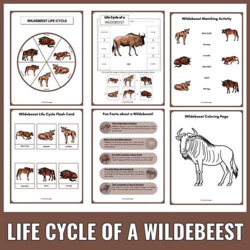 African Wildebeest Life Cycle: Grassland Animal Science Unit Study ...