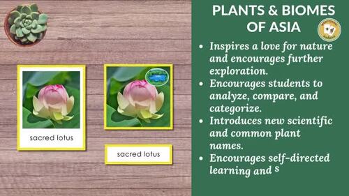 Plants and Biomes of Asia Map 3 Part Cards Sort Facts Montessori