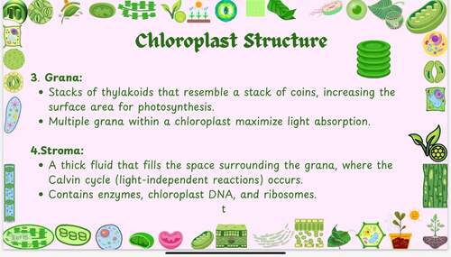 Chloroplast Lecture: Structure, Function & Photosynthesis for Biology Class