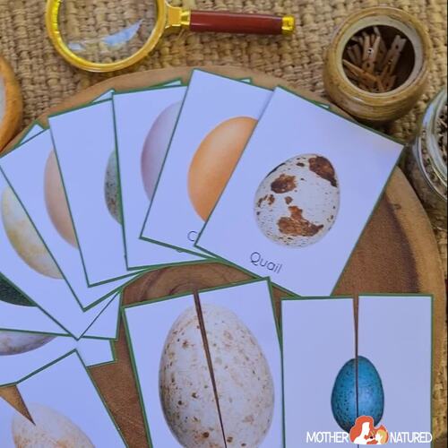 Bird Egg Identification for Kids | Bird Egg Activity | Bird Egg Poster