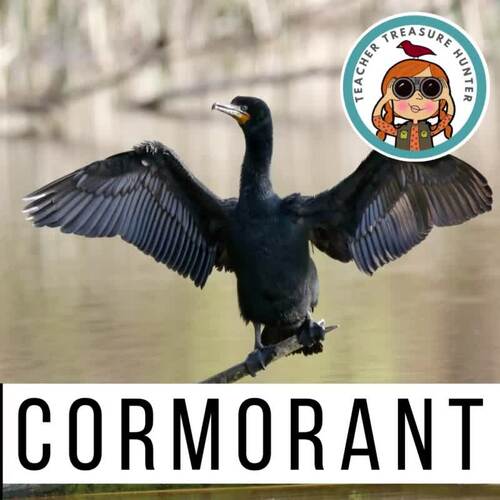 Cormorant Bird research page for animal reports or reading | TPT
