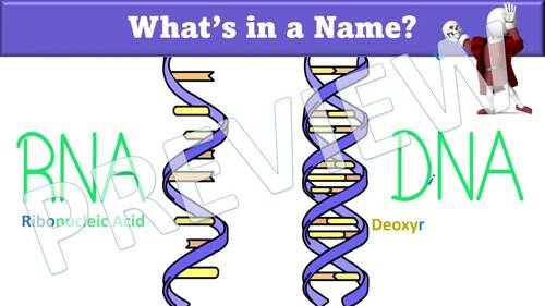 DNA and RNA Lesson Bundle - PowerPoint, Guided Notes, Aligned Activity