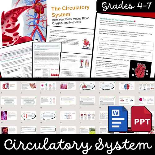 Circulatory System Worksheets | Grade 4-8 Science | Heart, Blood ...