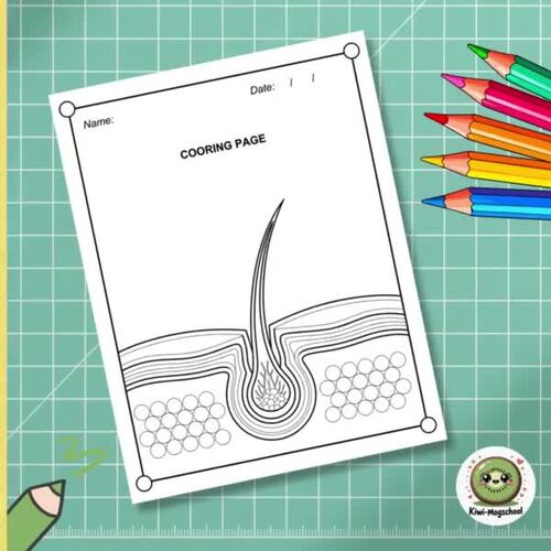 Hair Follicle Anatomy Labeling Diagram Worksheets | Integumentary System