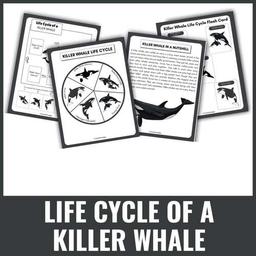 Life Cycle of a Killer Whale/Orca | Ocean Animals Unit Study With Fun ...