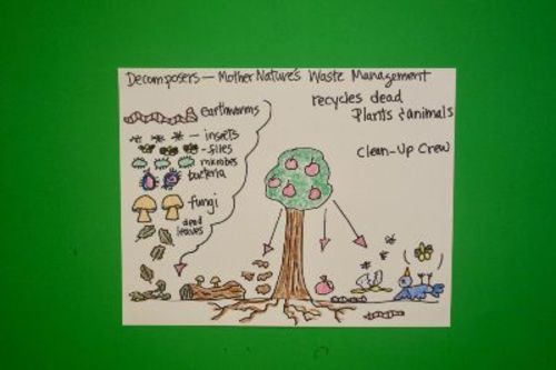 Let's Draw Decomposers! (Mother Nature's Waste Management Crew)