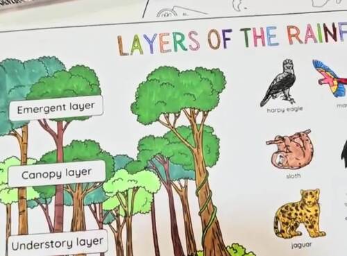 Layers of the Rainforest Poster, Flipbook, Foldable, Forest Map ...