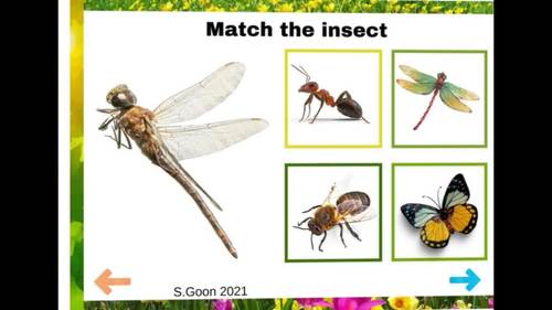 Spring Insect Bug Match and Vocabulary Game 2 level Boom Cards | TPT