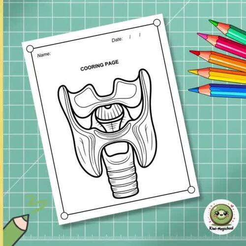 Vocal Cords Anatomy Labeling Diagram Worksheets | Voice Production Unit ...