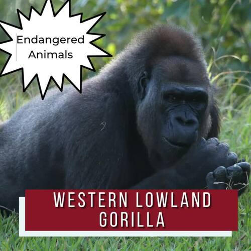 Western Lowland Gorilla | Endangered Animal research page for animal report