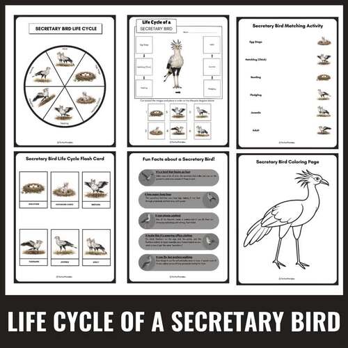 Secretary Bird Life Cycle: African Grasslands Science Unit Study & Fun ...