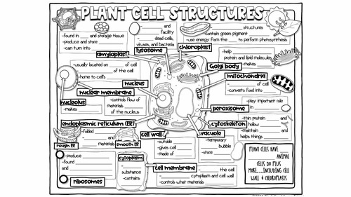 Plant Cell Structures Doodle Notes & Quiz + Slides | NGSS Plant Organelles