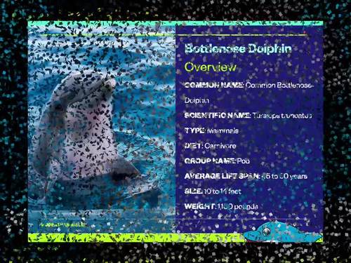 Young Geniuses: Bottlenose Dolphins - Online Learning | TPT