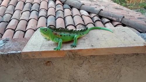 Meet an Iguana (Spanish and English) | TPT