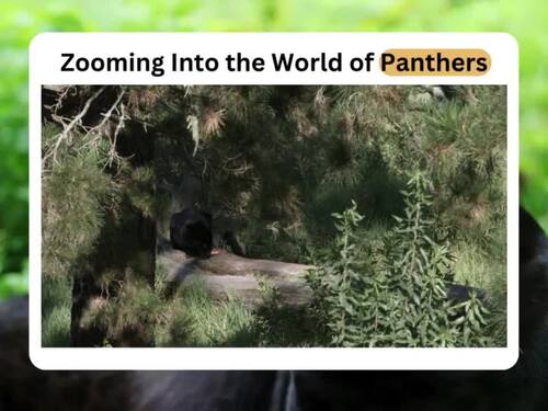NO PREP All About Panther Presentation, a Wild Animal Adventure 3rd-6th ...