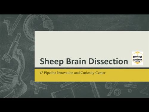 Sheep Brain Dissection Lab Bundle by Sandra Friedli | TPT