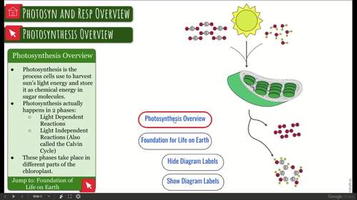 Photosynthesis and Respiration Overview Interactive Diagram | TPT