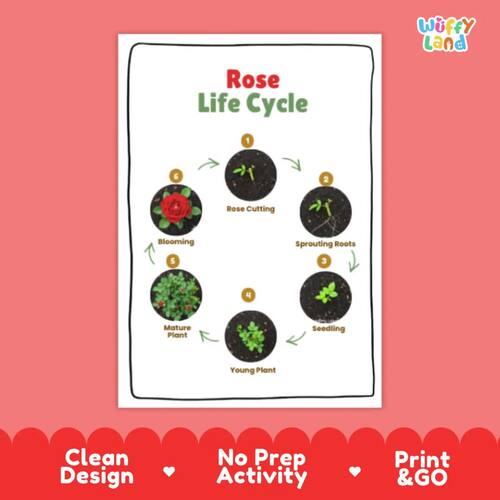 Rose Life Cycle Activity Cut and Paste Worksheet Science Plant Growth ...