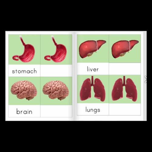 Internal Organs - Montessori based 3 Part Cards, Worksheets, Fact ...