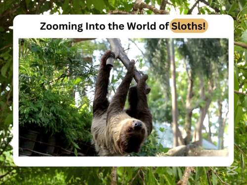 NO PREP All About Sloths Presentation, Wild Animal Sloth Adventure 3rd ...