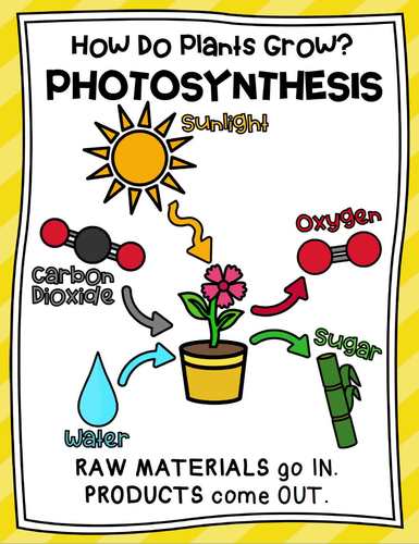 Photosynthesis (Special Education) by Teaching's Fun | TPT