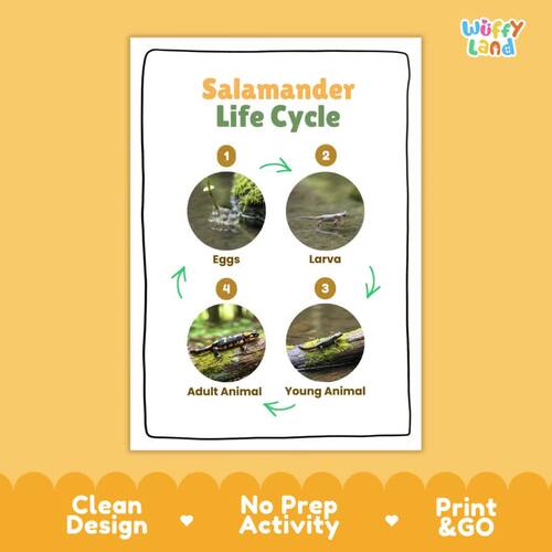 Salamander Life Cycle Chart & Cut and Paste Activity | Amphibian Biology