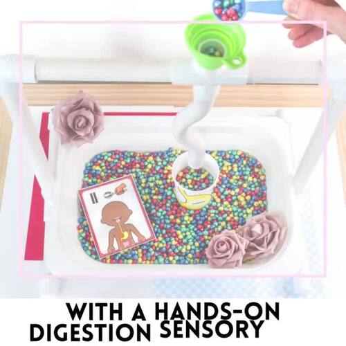 Digestive System Counting Sensory Bin Activity - Human Body Math Centers