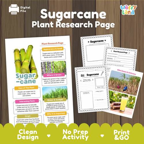Sugarcane Plant Research Page | Tropical Plants Botany Activity ...