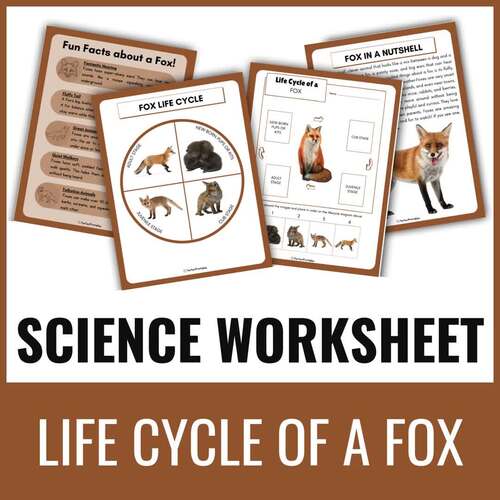 Life Cycle of a Fox Worksheet | Lifespan of a Fox Unit Study With Fun ...