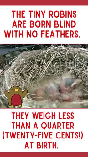 Reader's Theater: Oliver's Birthday and the Robin's Nest by EarthEd