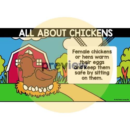 Life Cycle of a Chicken Parts of an Egg 1st Grade 2nd Grade Science ...