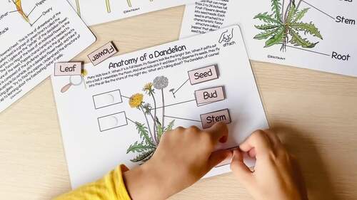 Dandelion Unit Study | Charlotte Mason Nature Study Botanical Activity ...