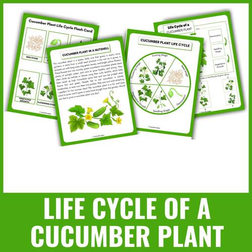 Life Cycle of a Cucumber Plant | Summer Plant Science Unit Study With ...