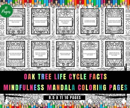 Oak Tree Life Cycle Facts Activity Sayings, Mindfulness Mandala ...