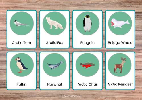 Arctic Animals Flashcards - Printable Activities For Kids | TPT