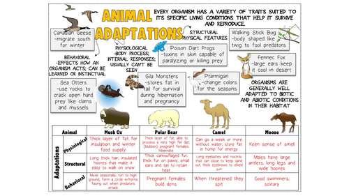 Animal Adaptations Doodle Notes & Quiz by Black-Eyed Susan Science