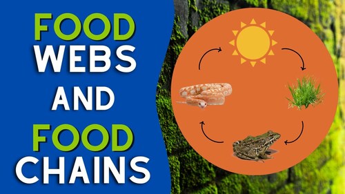 What Are Food Webs and Food Chains? by STEAMspirations | TPT