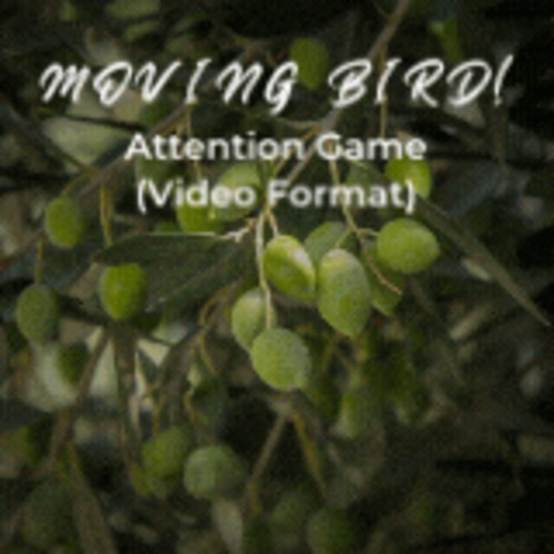 Sustained Attention Activity or Brain Break Video Format Moving Bird