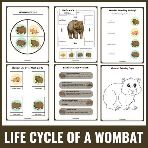 Life cycle of a Wombat | Australian Animals Science unit study with fun ...