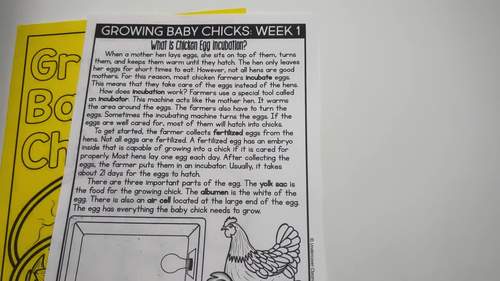 Chicken Egg Incubation Timeline & Passages | Chicken Life Cycle | TPT