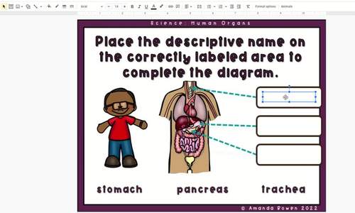 Different Systems in the Body Digital Activity | TPT